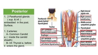 Thyroid gland surgical anatomy | PPTX