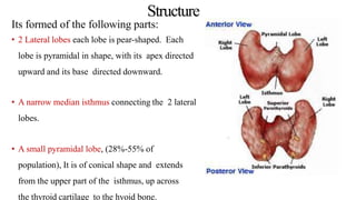Thyroid gland surgical anatomy | PPTX