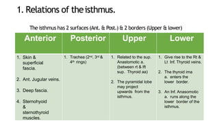Thyroid gland surgical anatomy | PPTX