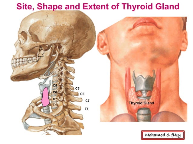 Thyroid gland | PDF