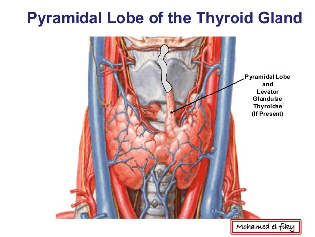 Thyroid gland