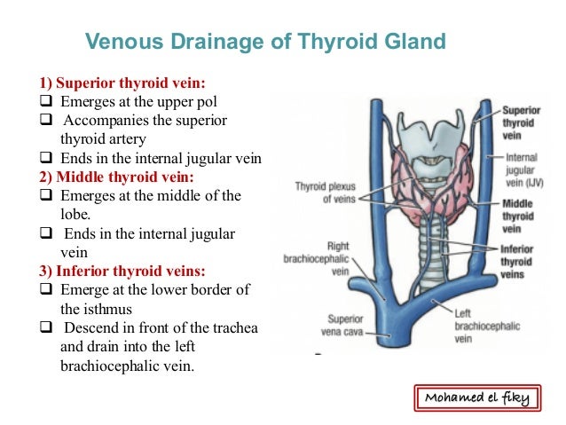 Thyroid gland