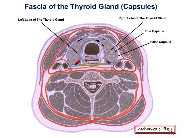 Thyroid gland
