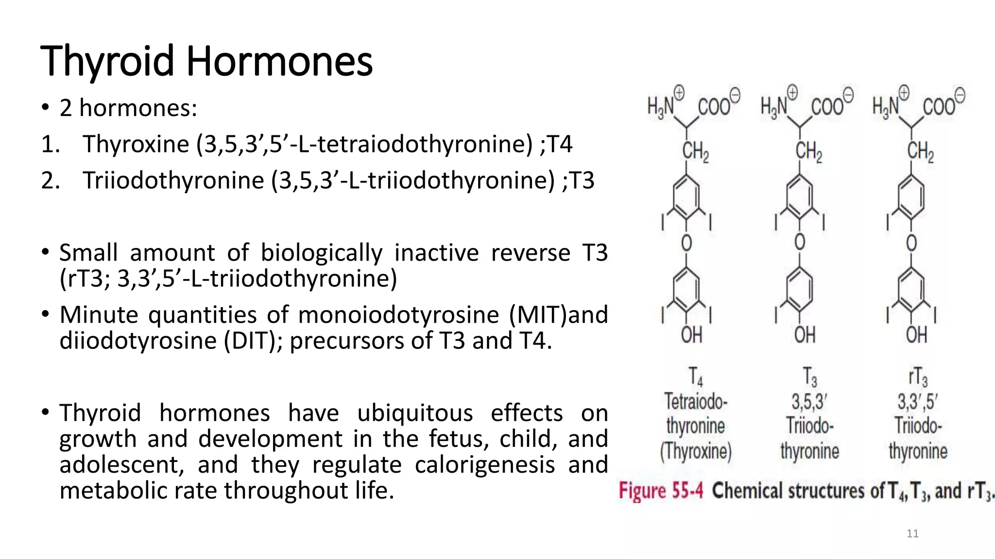 Thyroid gland | PPTX