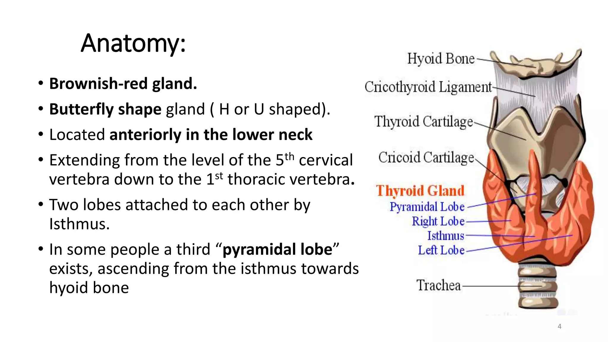 Thyroid gland | PPTX
