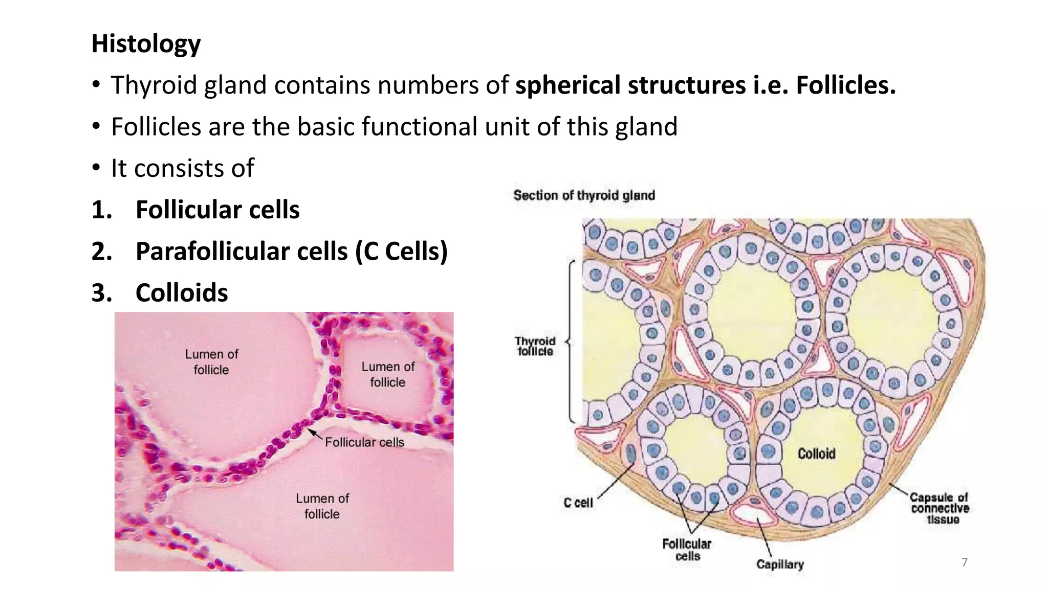 Thyroid gland | PPTX