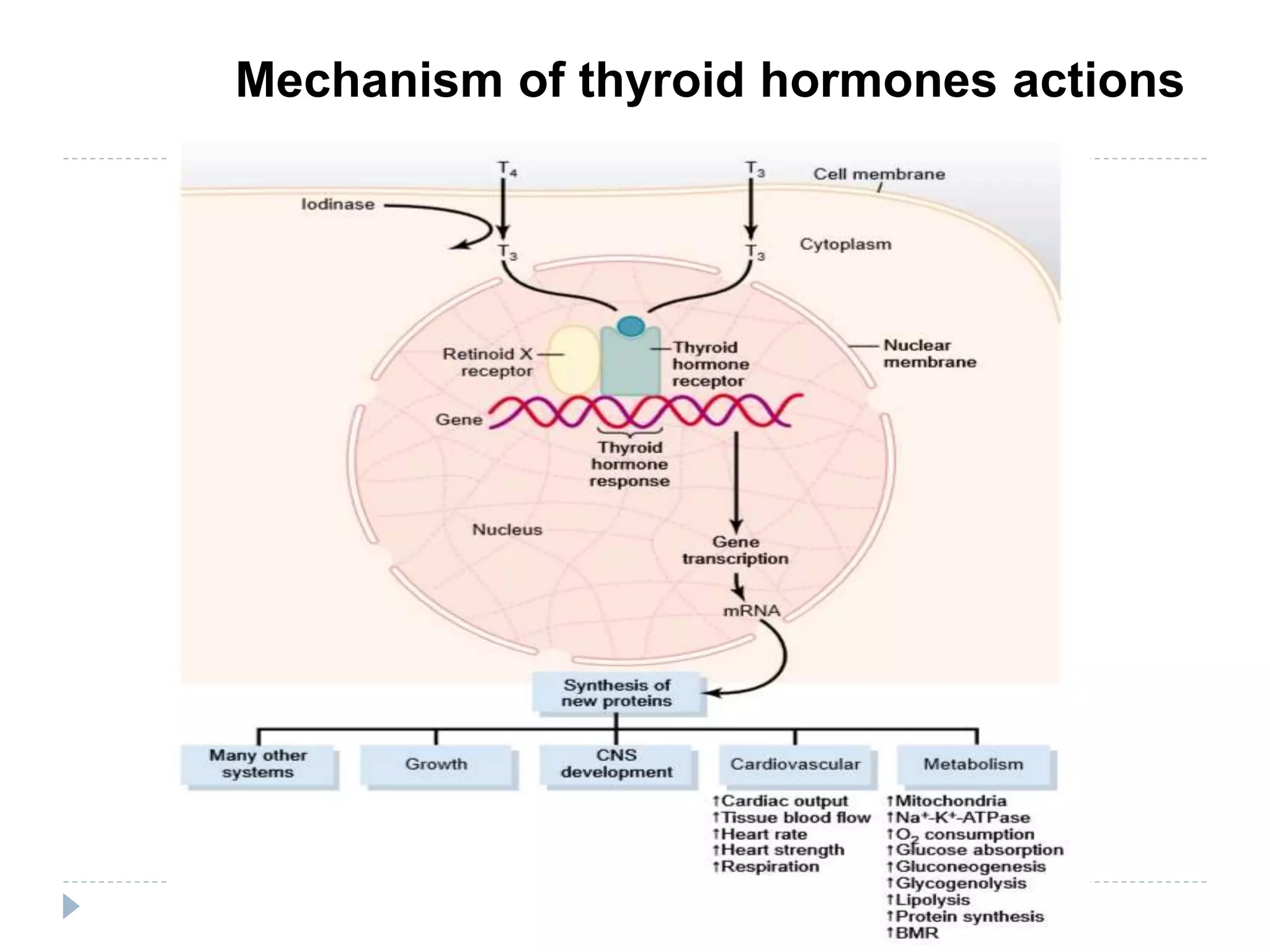 Thyroid gland | PPTX