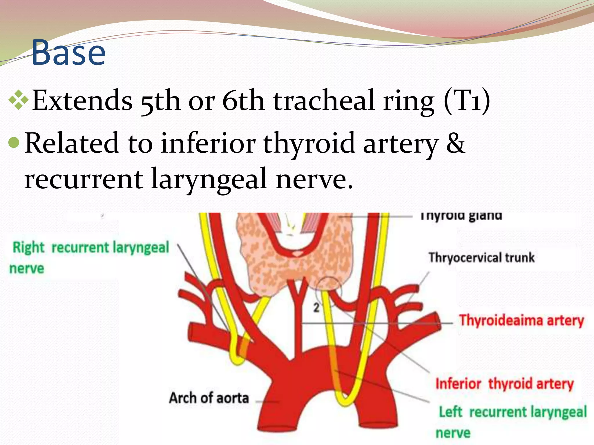 Thyroid gland | PPTX