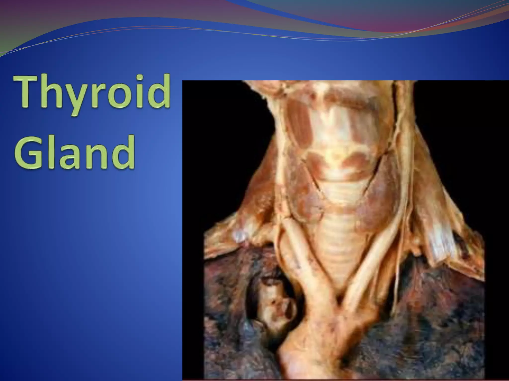 Thyroid gland | PPTX