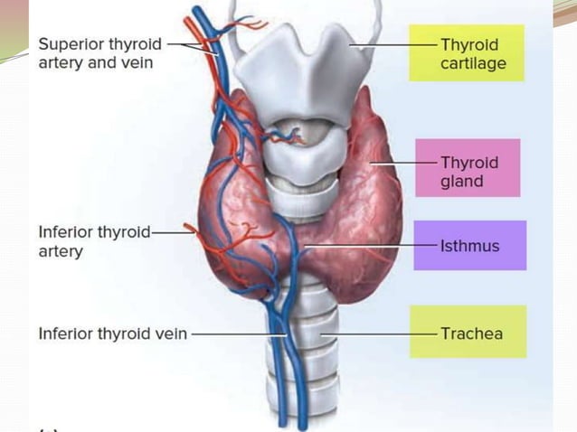 Thyroid gland | PPT