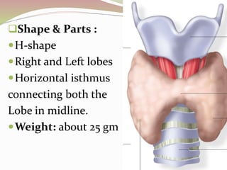 Thyroid gland | PPTX