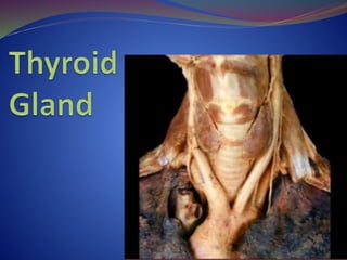 Parathyroid Gland Cadaver