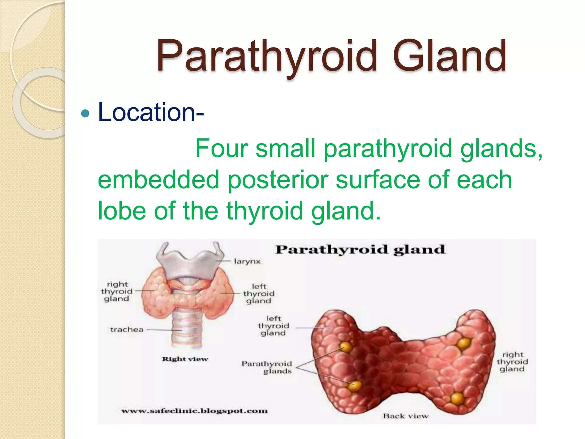 Thyroid gland | PPTX