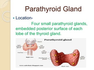 Thyroid gland | PPTX