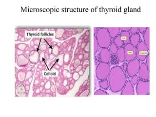 Thyroid gland | PPTX
