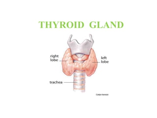 Thyroid Gland Anatomy And Physiology