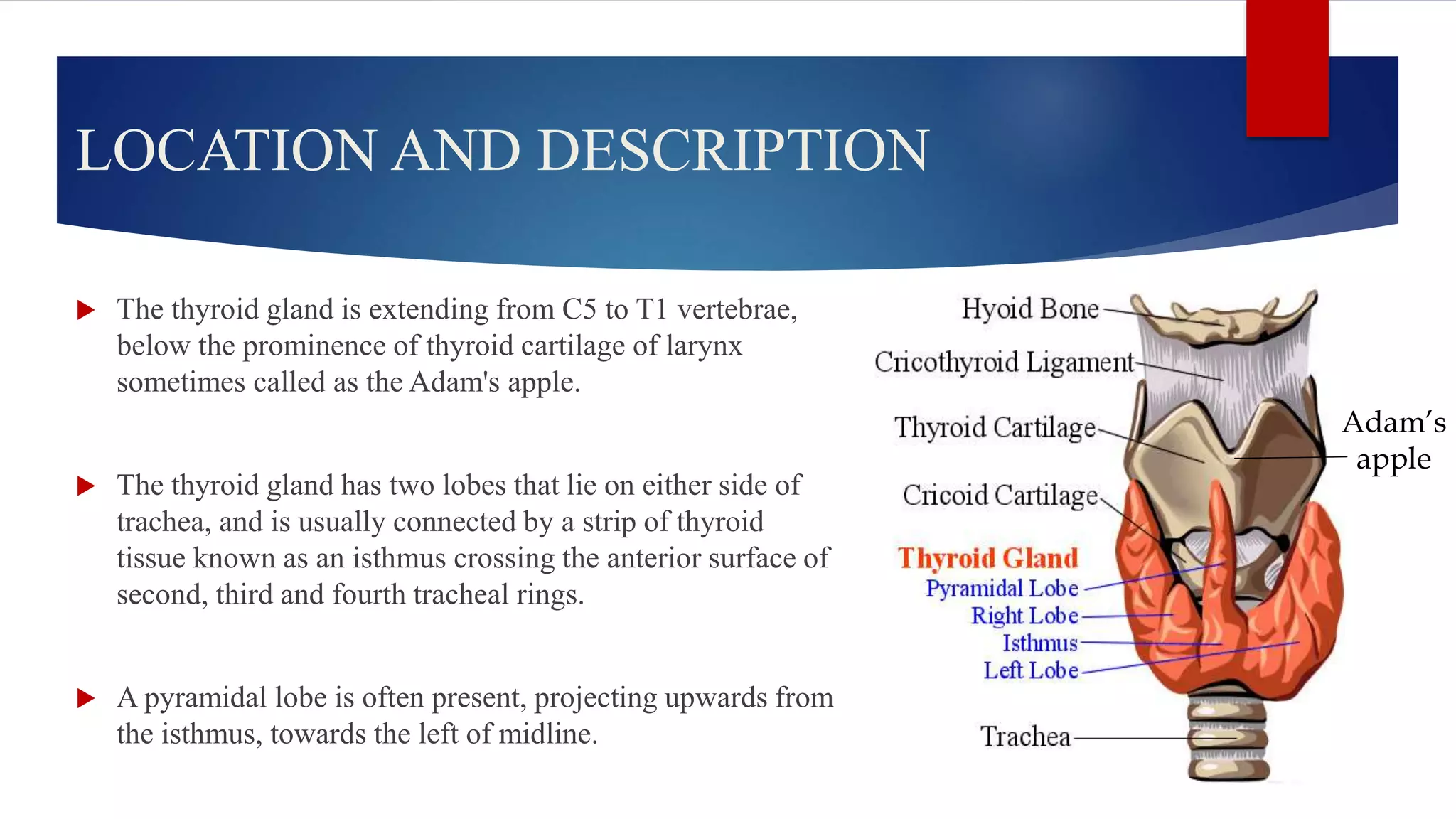 Thyroid gland | PPTX