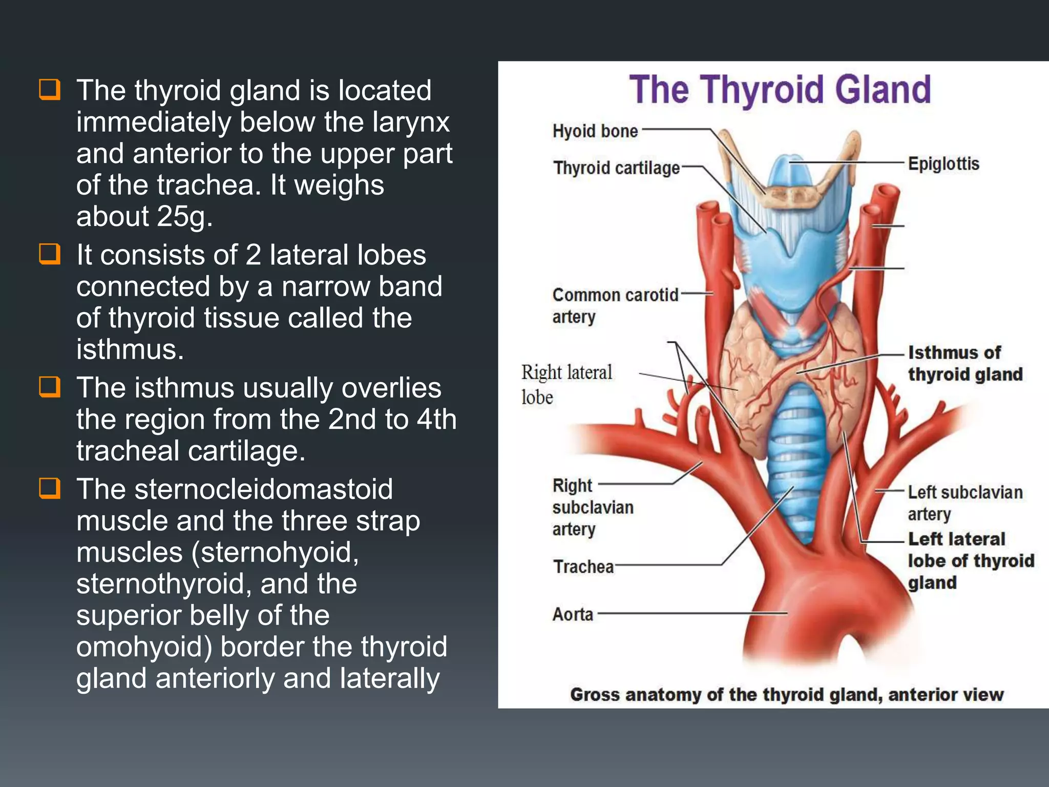 Thyroid gland by ismail surchi | PPTX