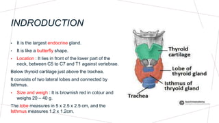 thyroid gland.pptx
