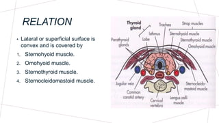 thyroid gland.pptx