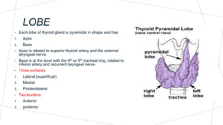thyroid gland.pptx