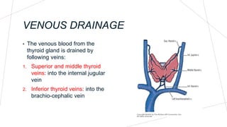 thyroid gland.pptx
