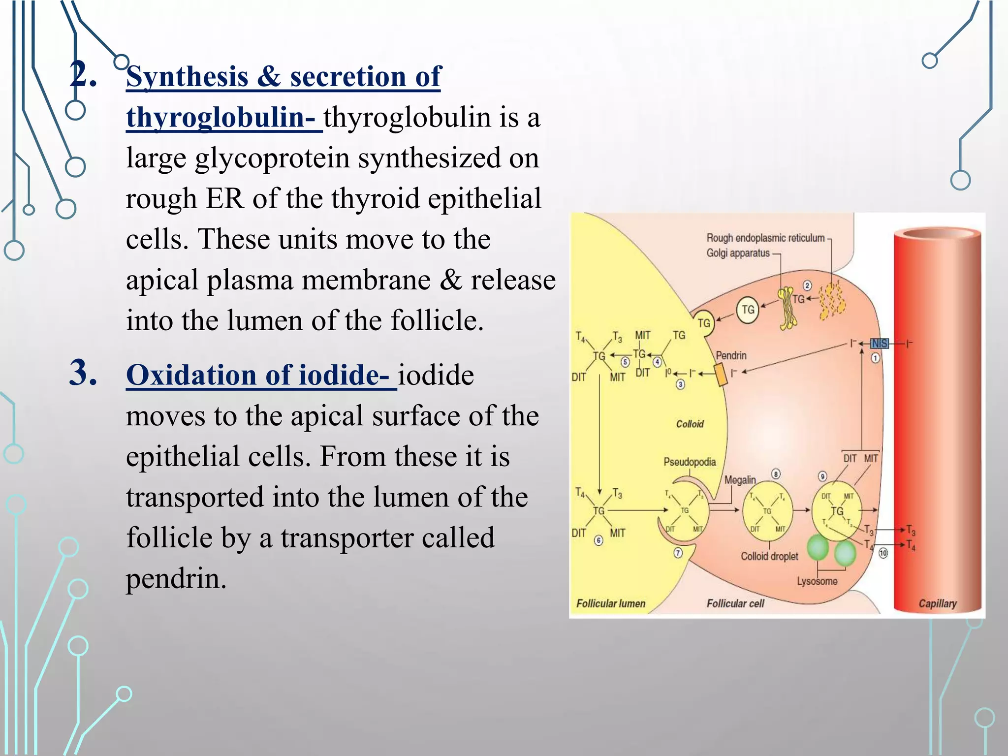 Thyroid Gland.pptx