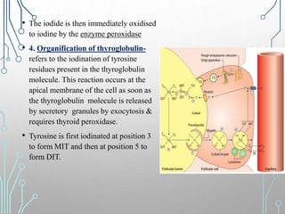 Thyroid Gland.pptx