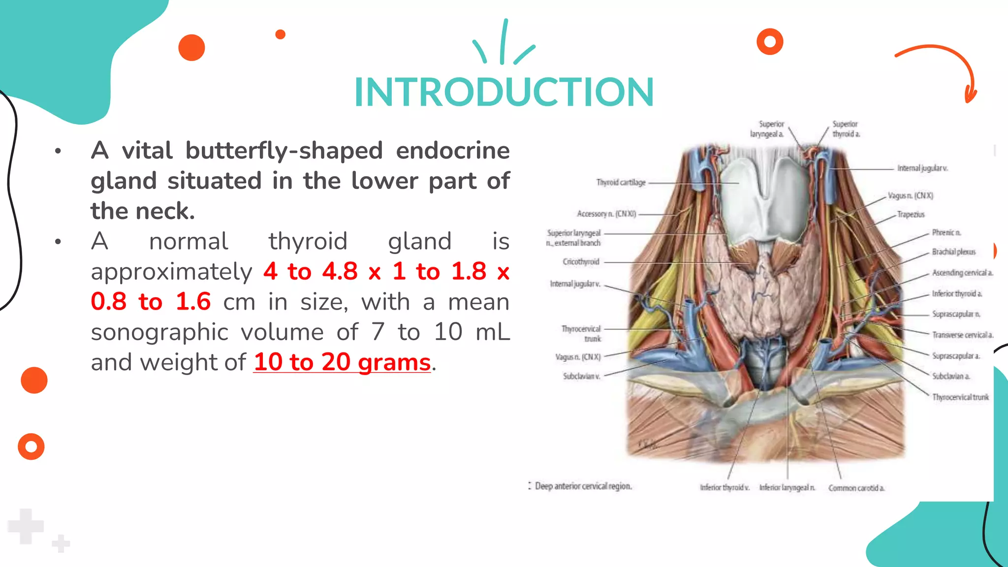 THYROID GLAND.pptx