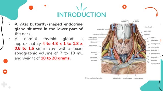 THYROID GLAND.pptx