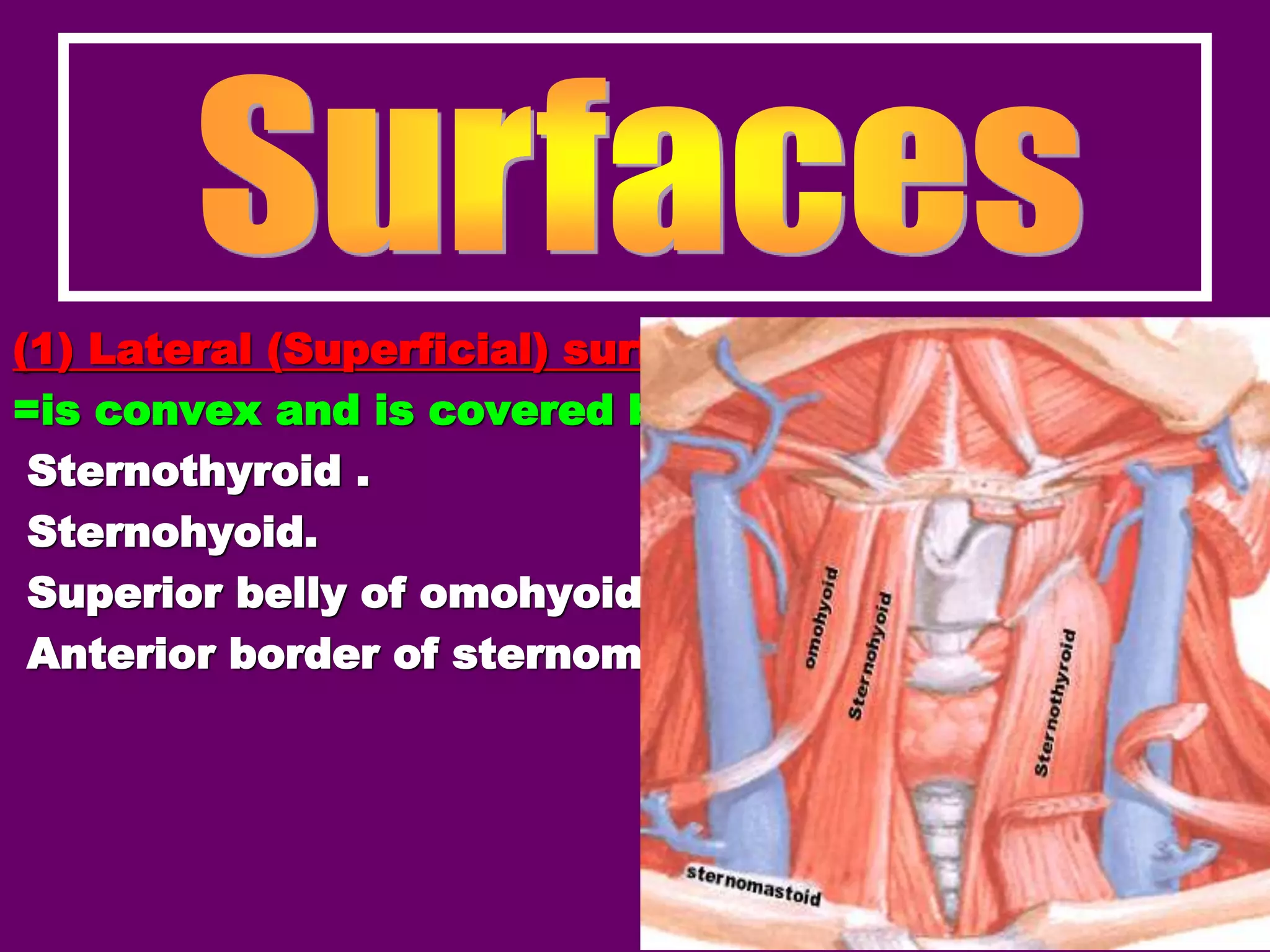 THYROID GLAND.ppt