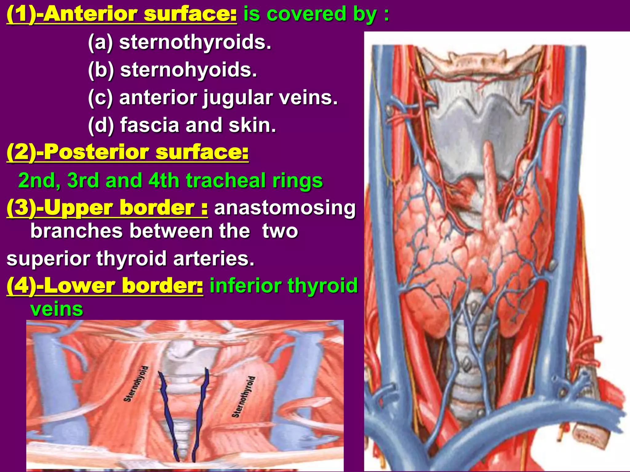 THYROID GLAND.ppt