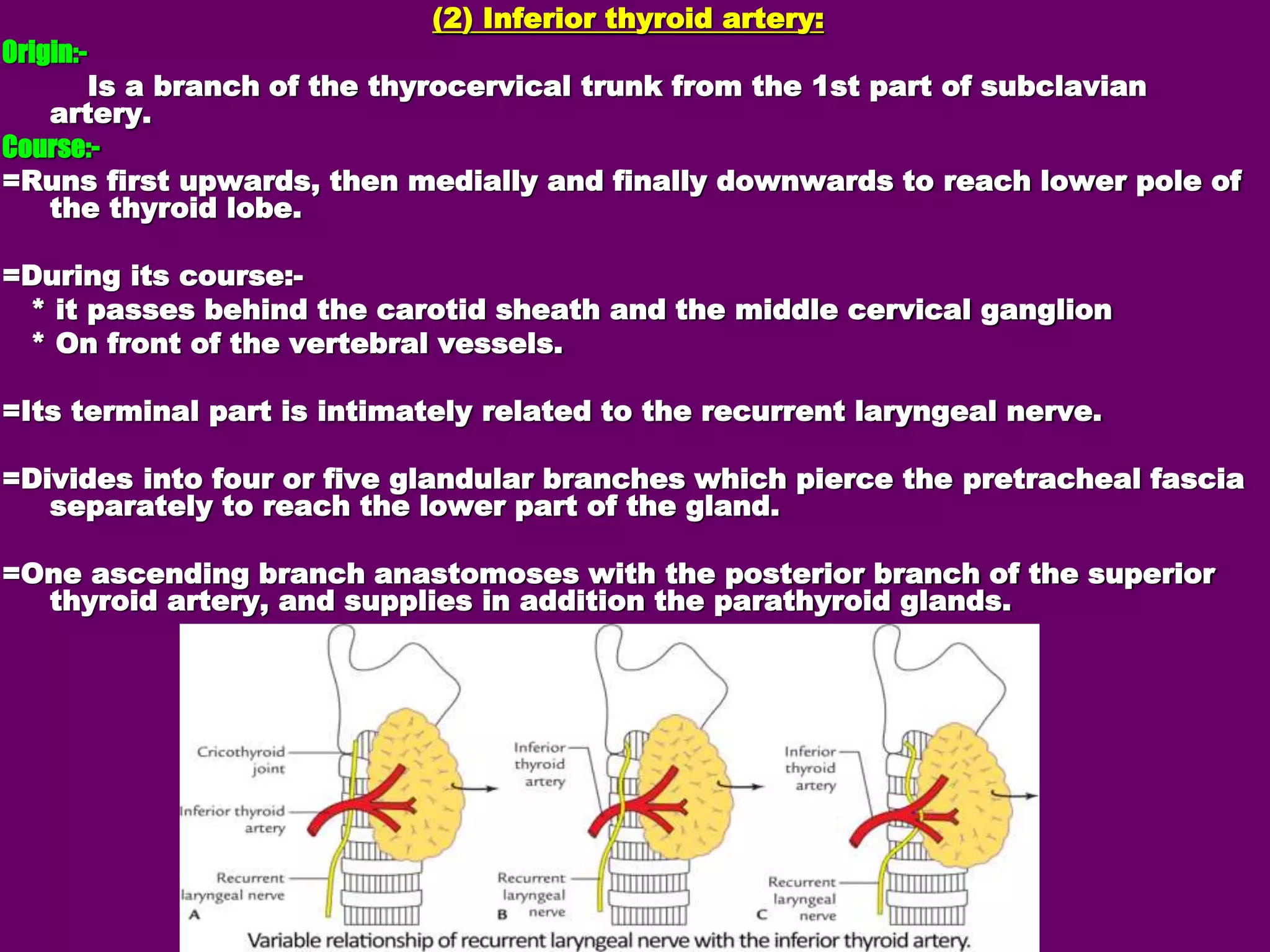 THYROID GLAND.ppt