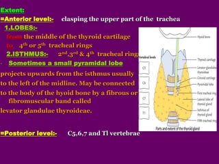 THYROID GLAND.ppt