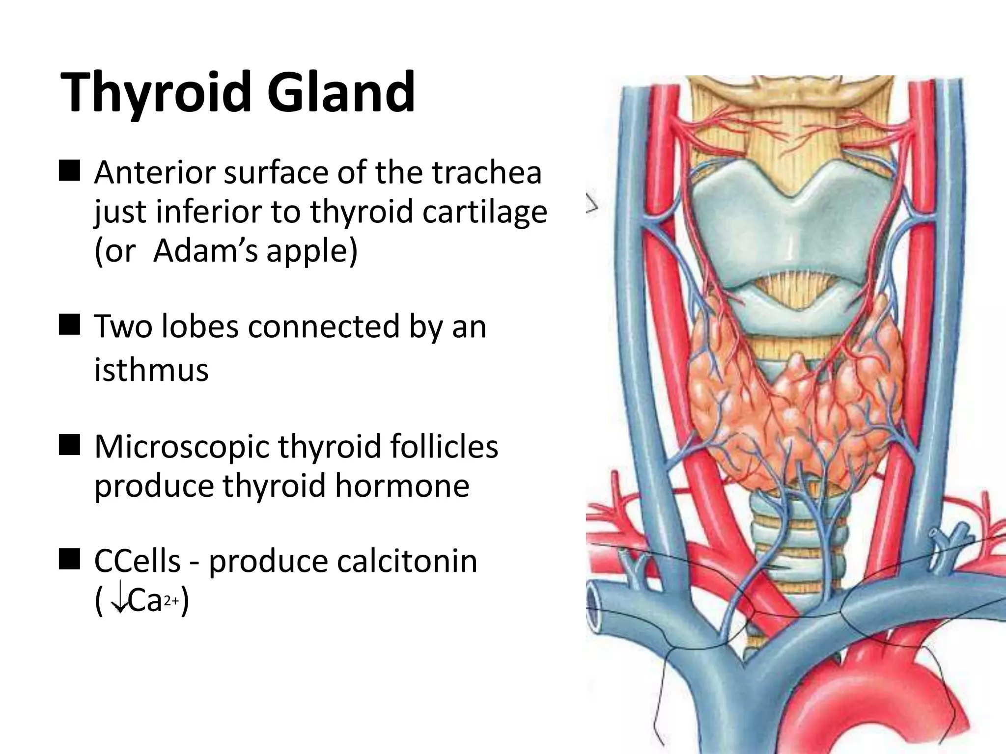 Thyroid gland.pptx