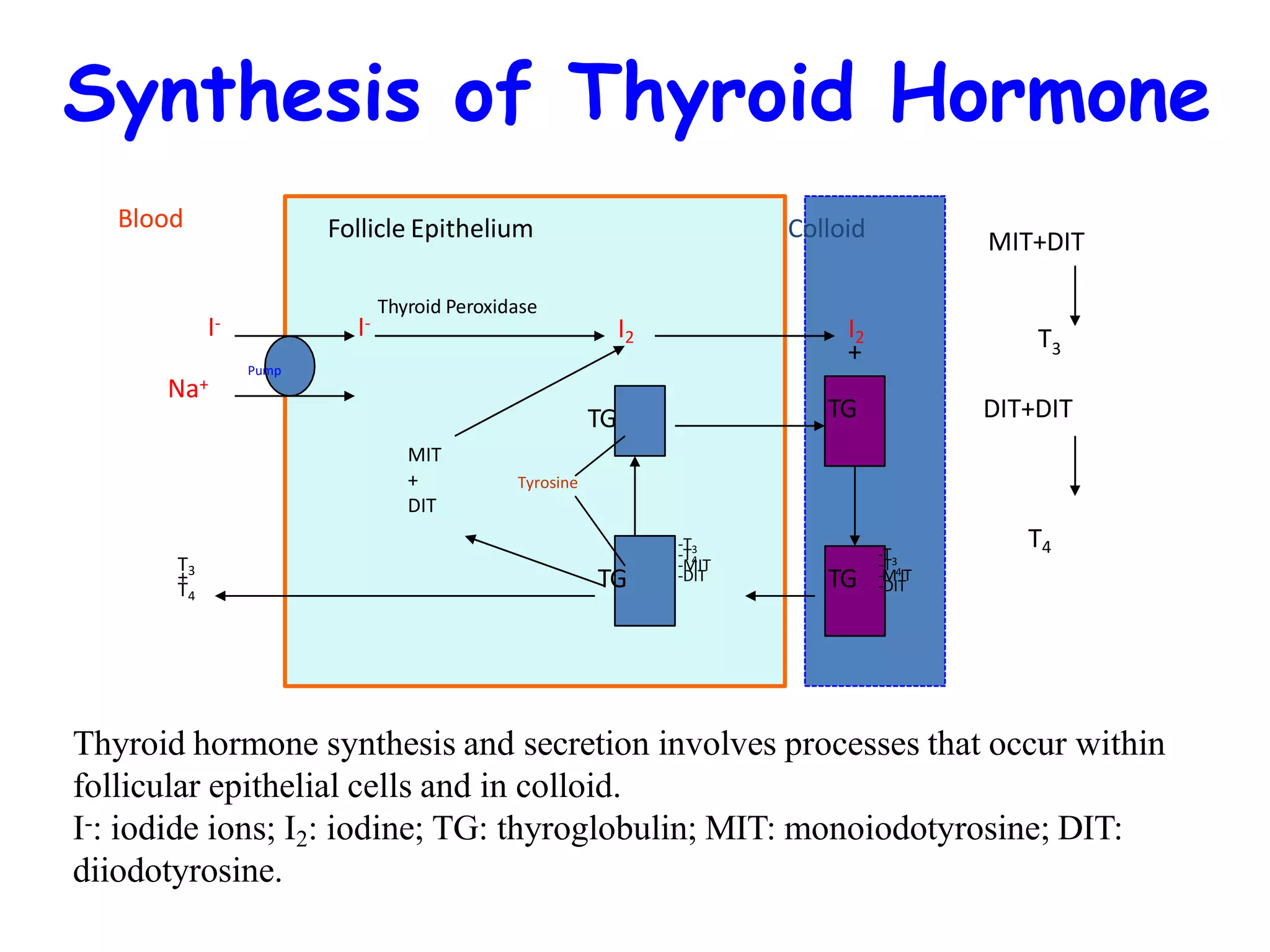 Thyroid gland.pptx