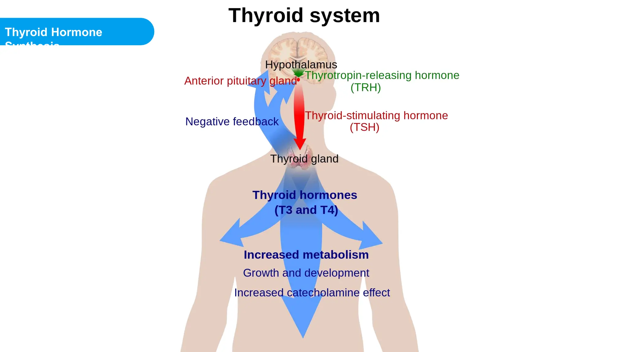Thyroid Gland.pptx