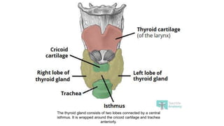 Thyroid Gland.pptx