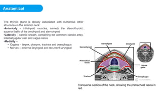 Thyroid Gland.pptx