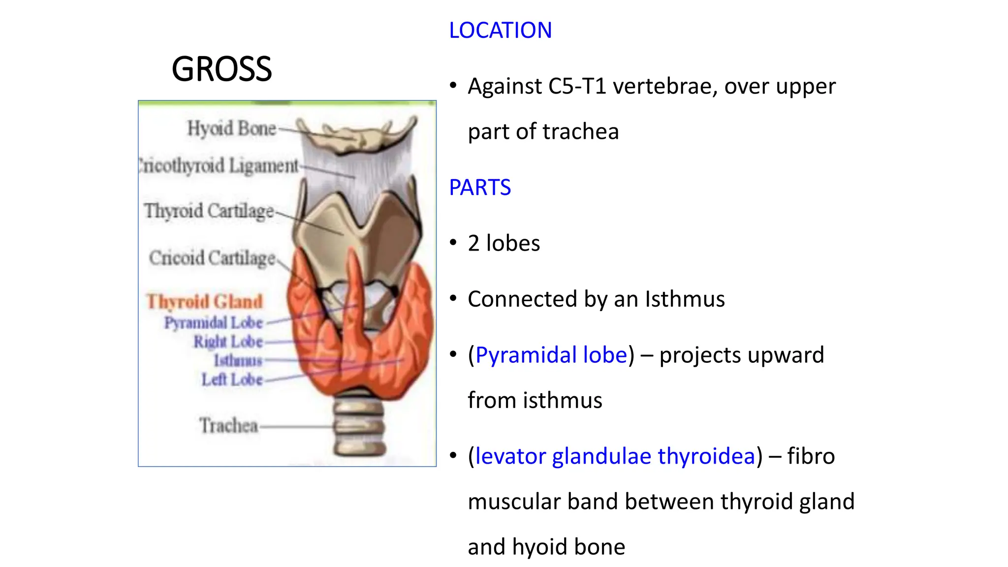 THYROID GLAND. Surgery Management-finalpptx.pptx