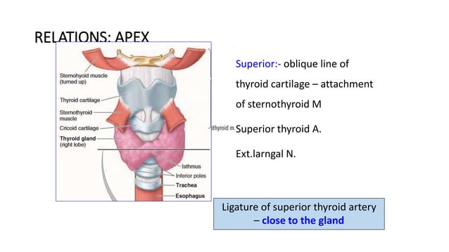 Thyroid Gland Surgery Management Finalpptx Pptx