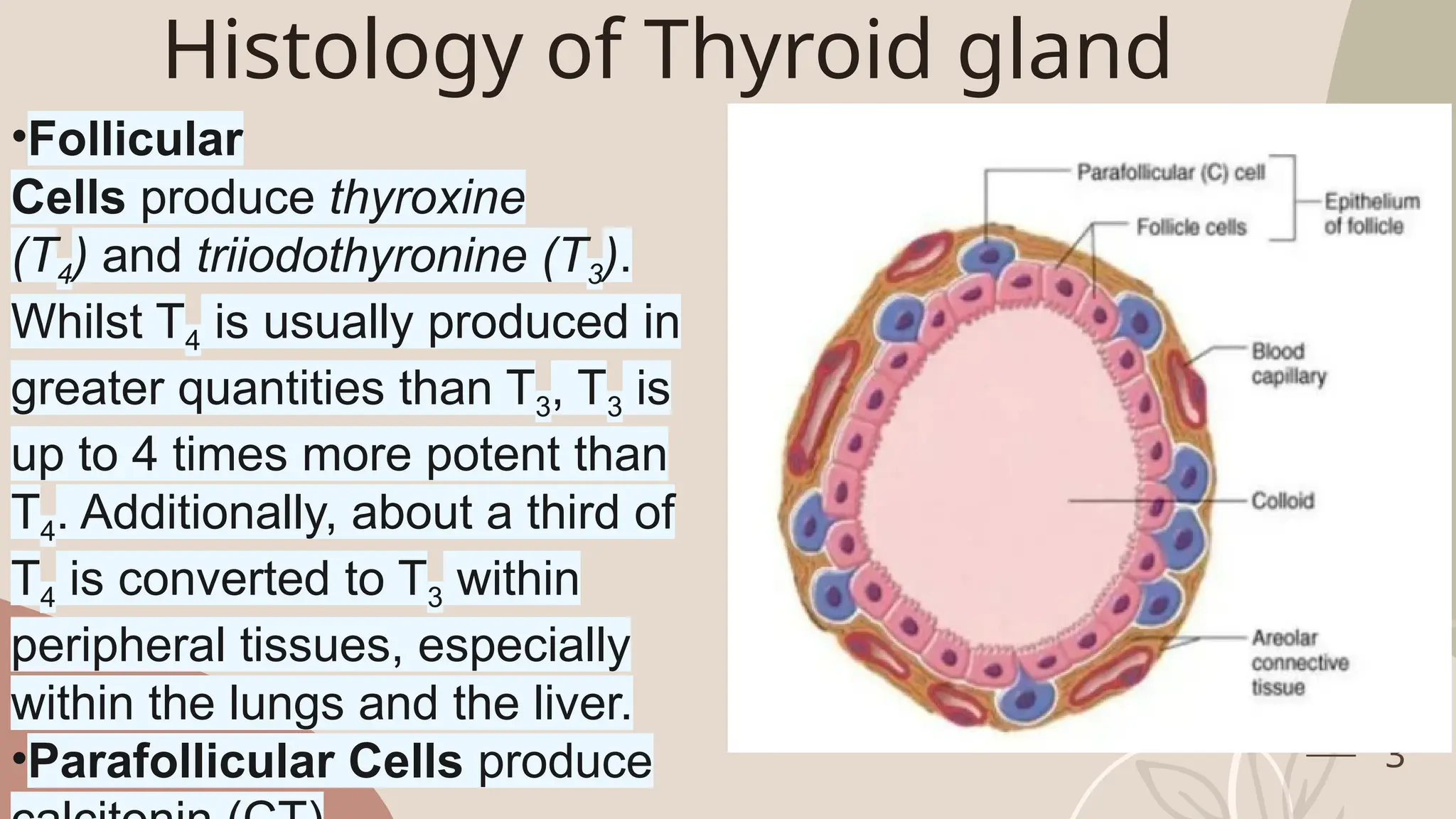 Thyroid gland biochemistry mbbs 2nd year .pptx