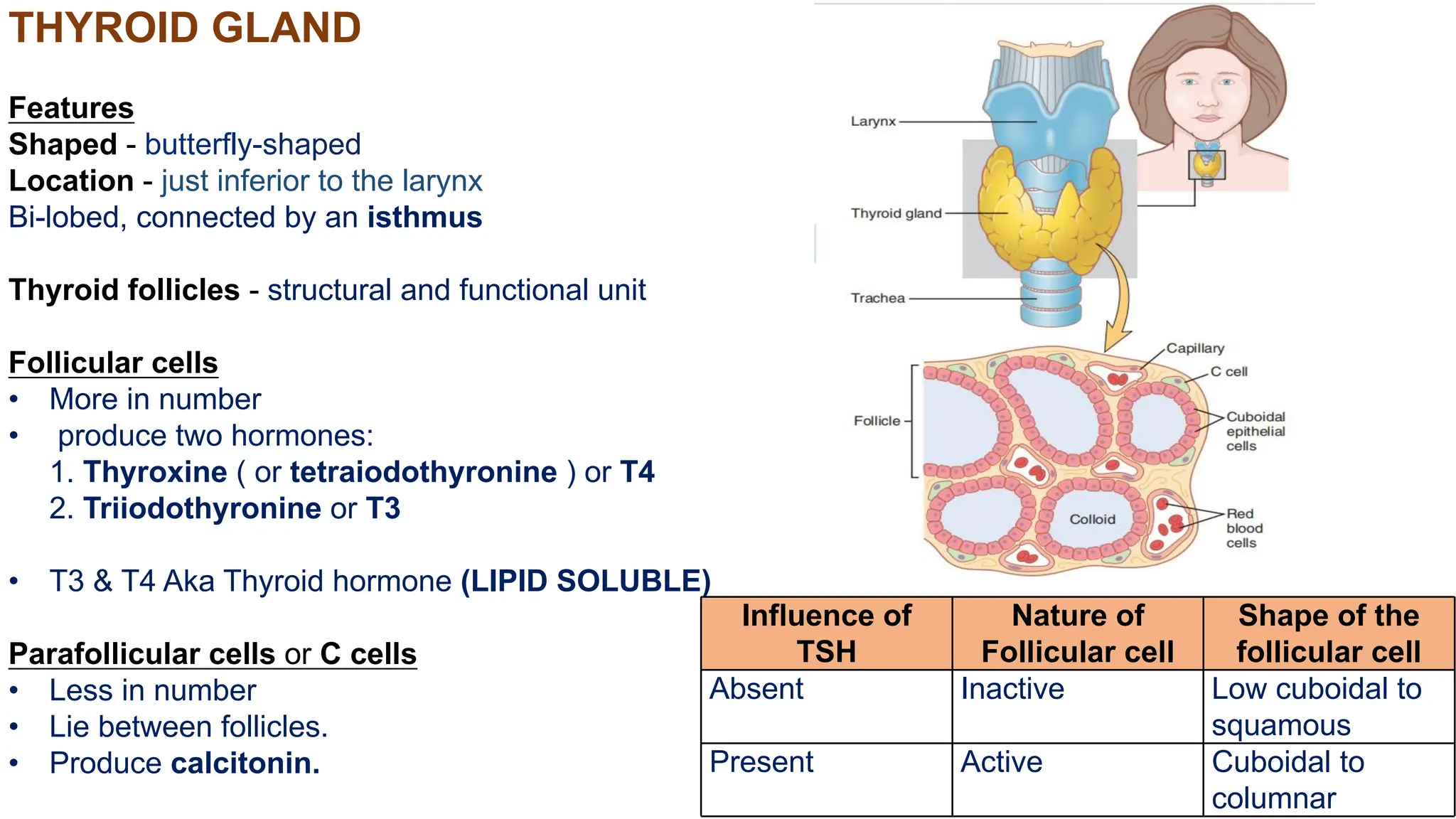 Thyroid Gland_Endocrinology_Human Physiology.pdf