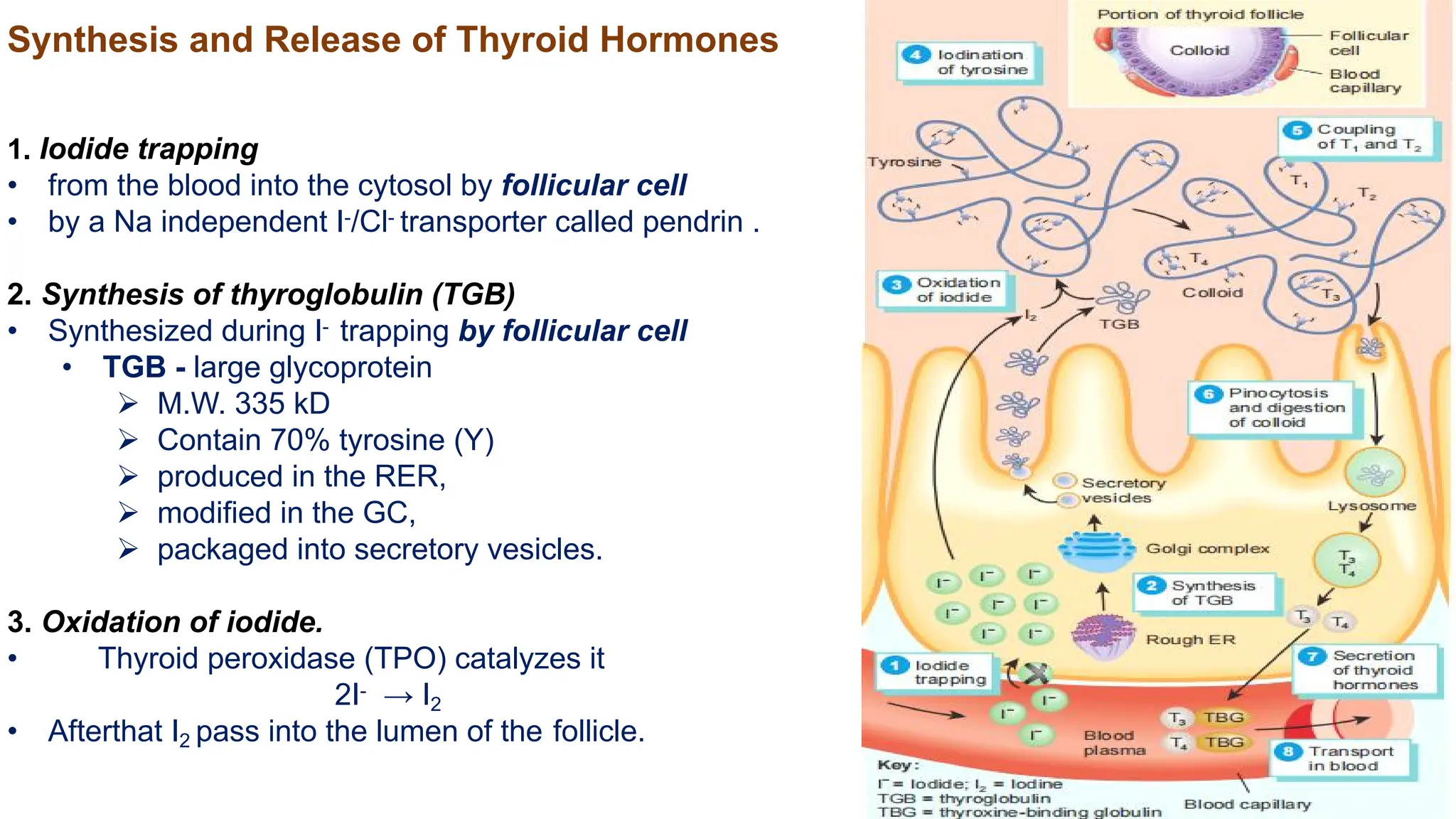 Thyroid Gland_Endocrinology_Human Physiology.pdf