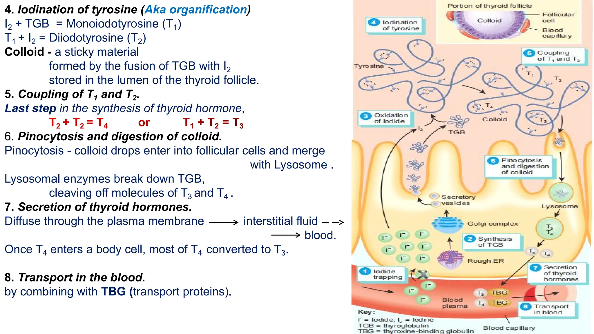 Thyroid Gland_Endocrinology_Human Physiology.pdf
