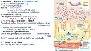 Thyroid Gland_Endocrinology_Human Physiology.pdf