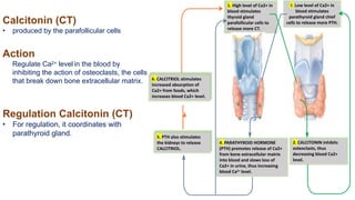 Thyroid Gland_Endocrinology_Human Physiology.pdf