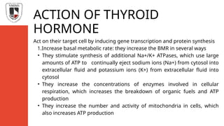 Thyroid Gland pharmacy semester 2 anatomy .pptx