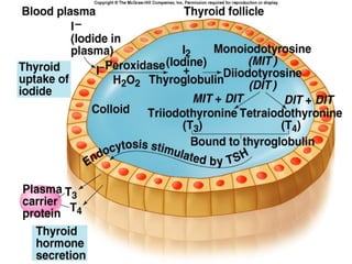 Thyroid Gland notes endocrinology notes.pptx