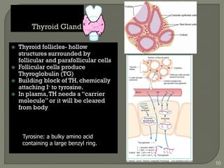 thyroid gland and its applied aspect in physiolgy | PDF